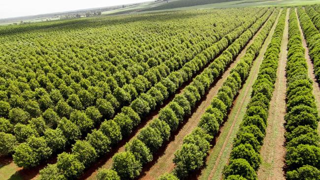 Plantaže voća | Sweet home